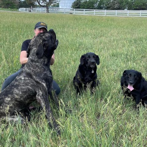 Home - Wilderness Kennels | Boarding and Training Facility in Southwest ...